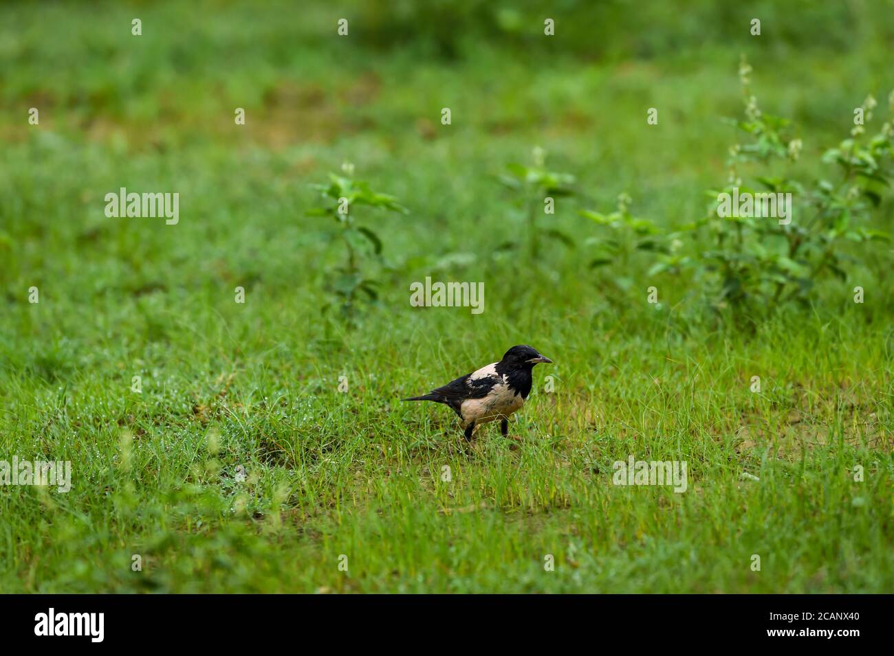 Rosy starling or Pastor roseus portrait in green grass at keoladeo ...