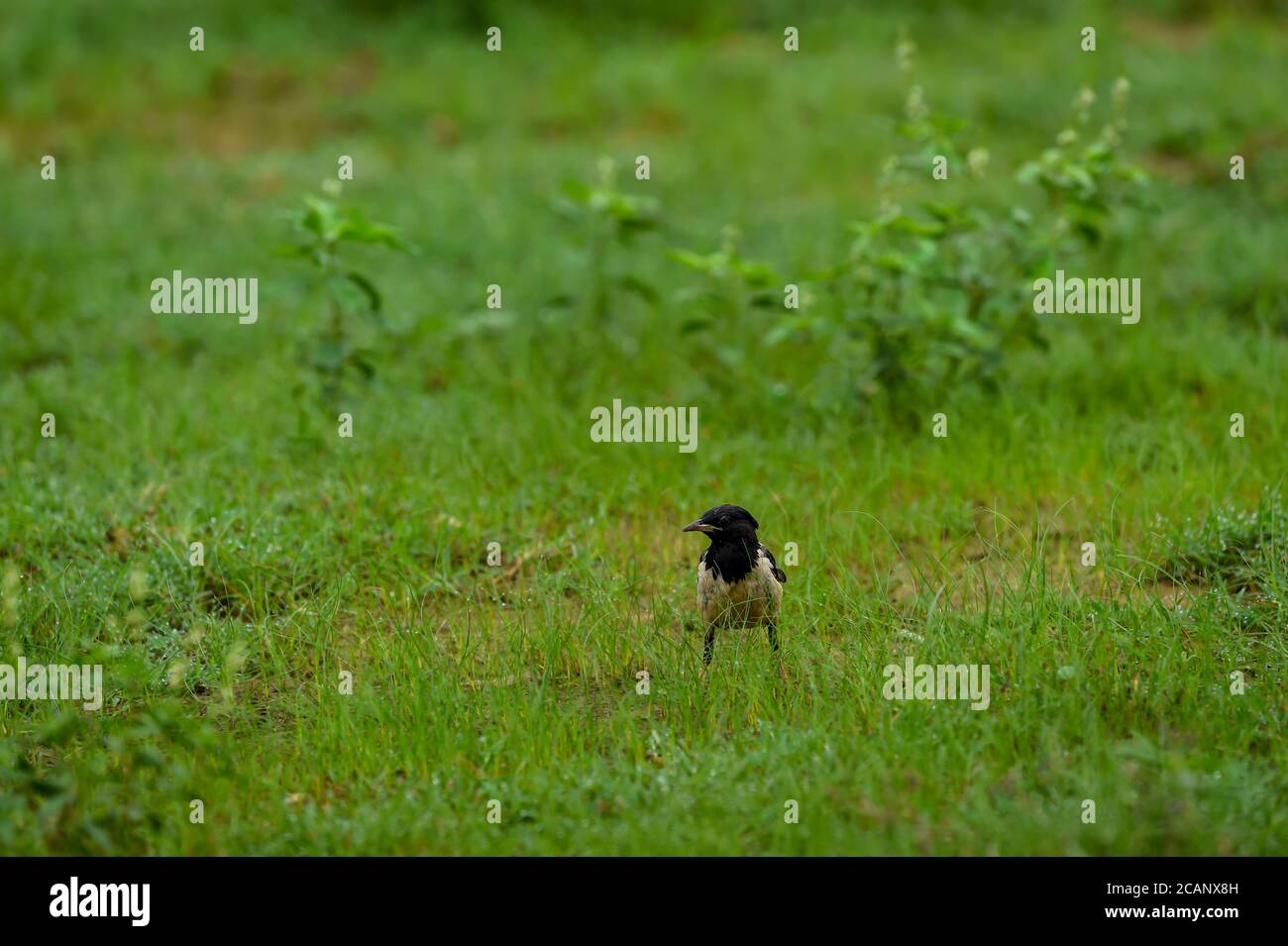 Rose coloured pastor hi-res stock photography and images - Alamy
