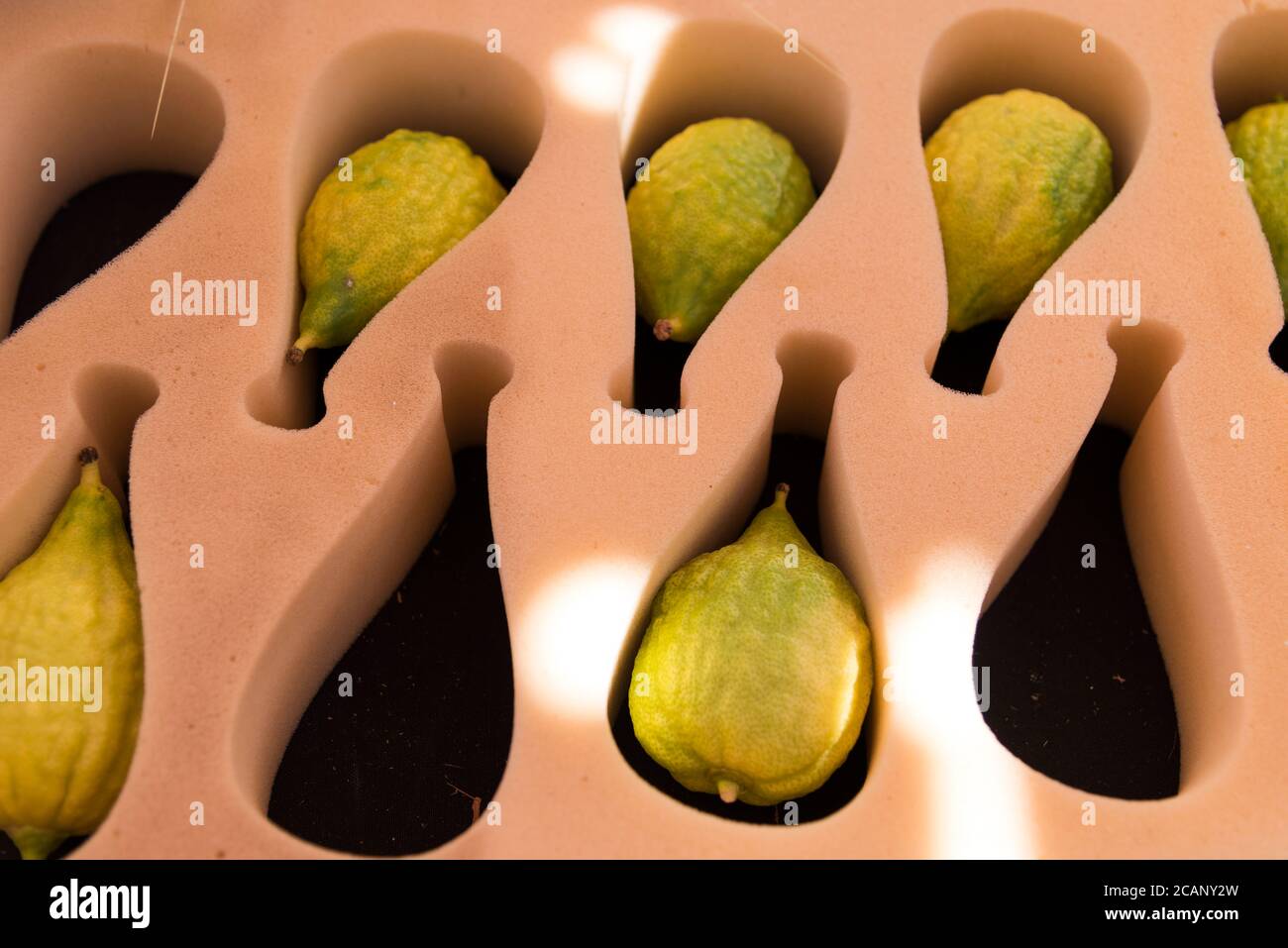 Sukkot four species festival. Etrog citrus. High quality photo Stock ...