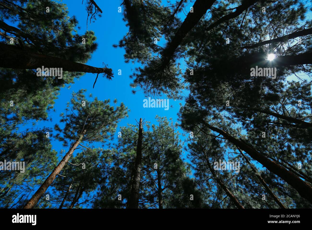 pain forest in vagomon kerala Stock Photo - Alamy