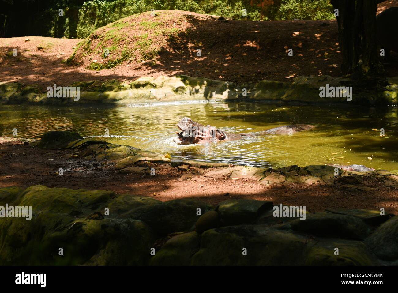 Indian hippopotamus hi-res stock photography and images - Alamy