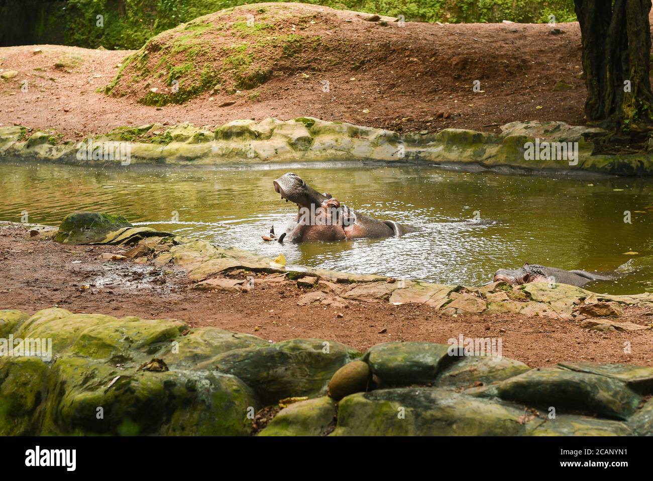 Kerala, India. September 07, 2019. Hippo or river Hippopotamus bathing ...
