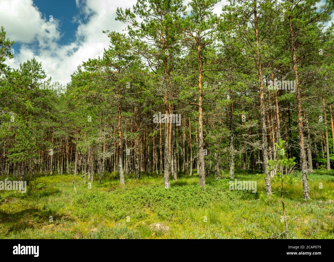 green bog landscape with bog pines and bog typical vegetation, summer ...