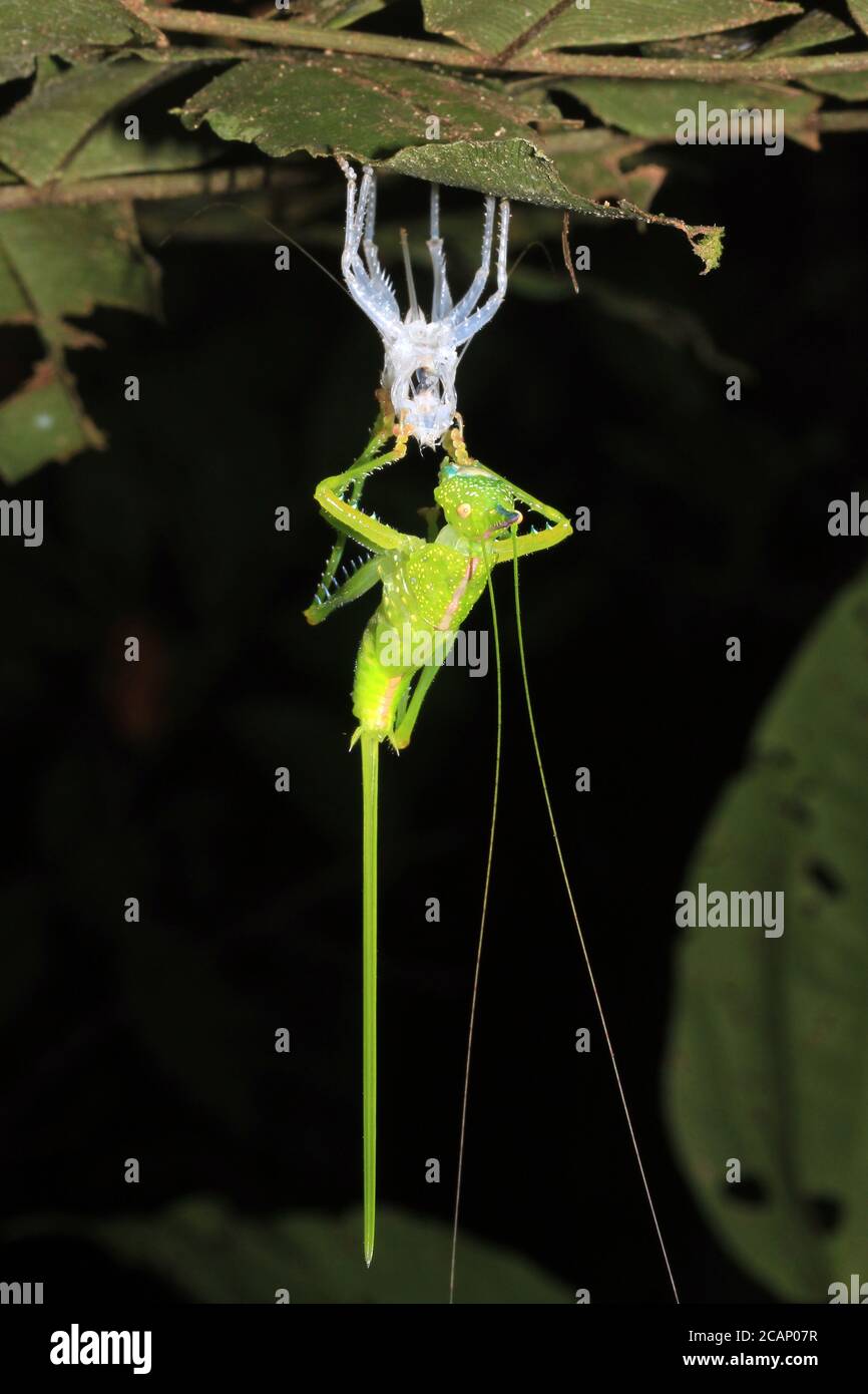 Cricket shedding exoskeleton hi-res stock photography and images - Alamy