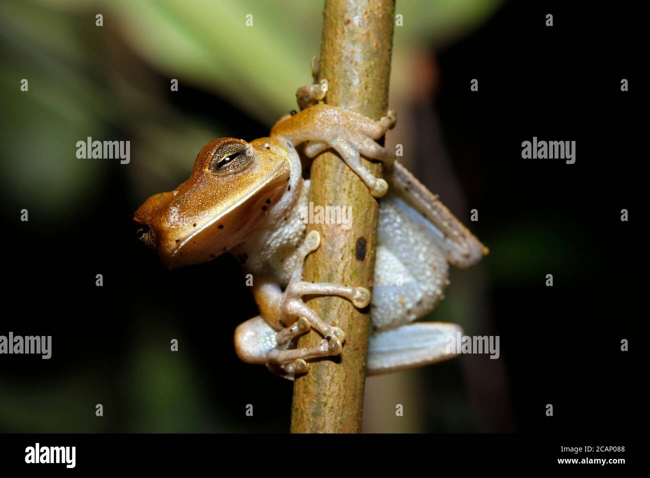 Tree Frog on Branch. Tambopata, Amazon Rainforest, Peru Stock Photo - Alamy