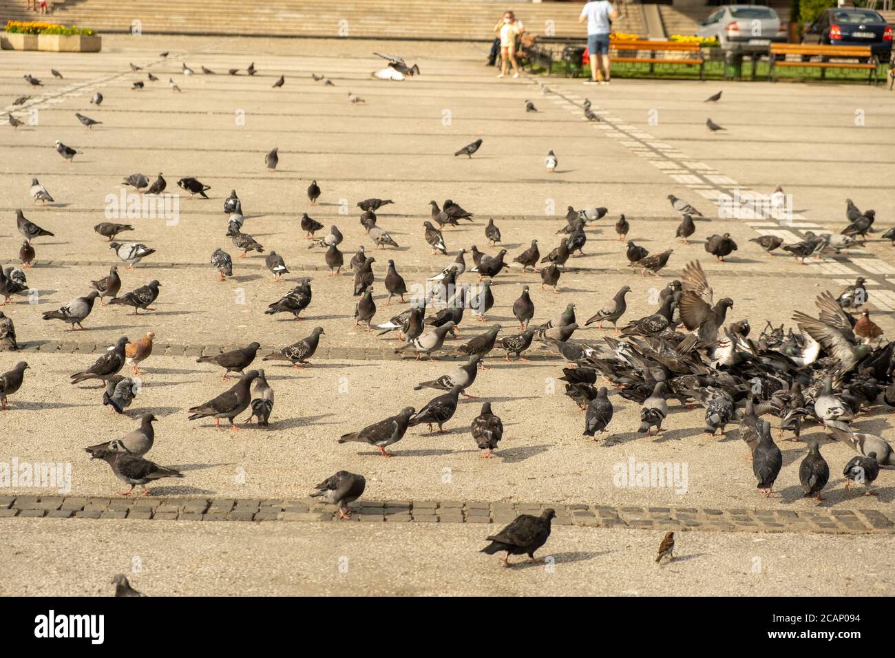 Lots of pigeons outside waiting for food from people and children in ...