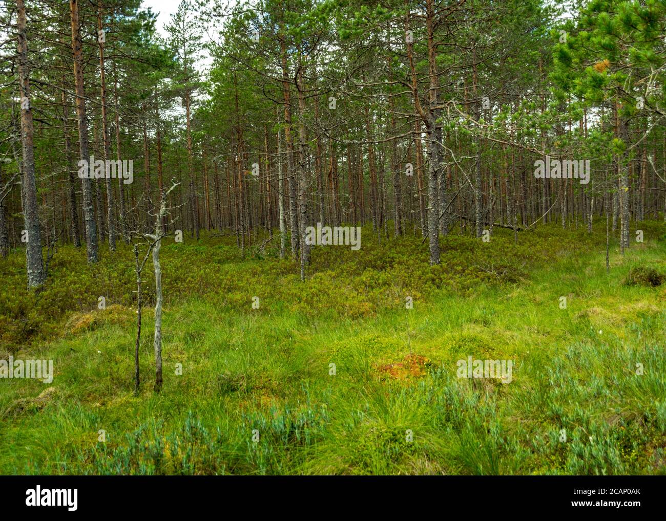 green bog landscape with bog pines and bog typical vegetation, summer ...