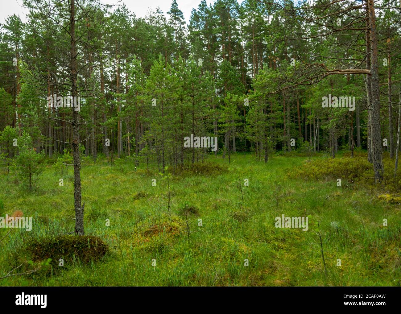 green bog landscape with bog pines and bog typical vegetation, summer ...