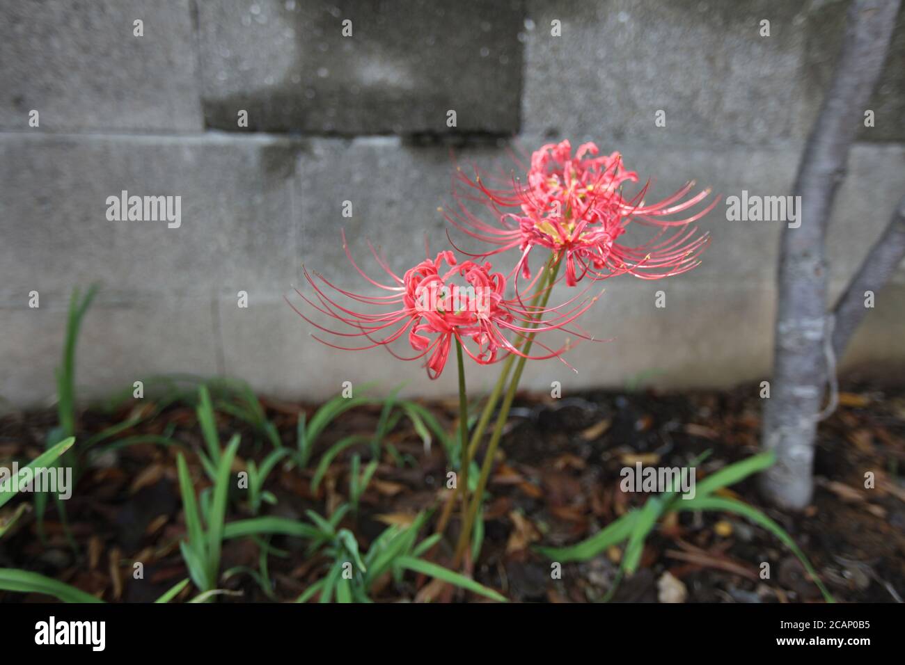 Beautiful magic lily Stock Photo - Alamy