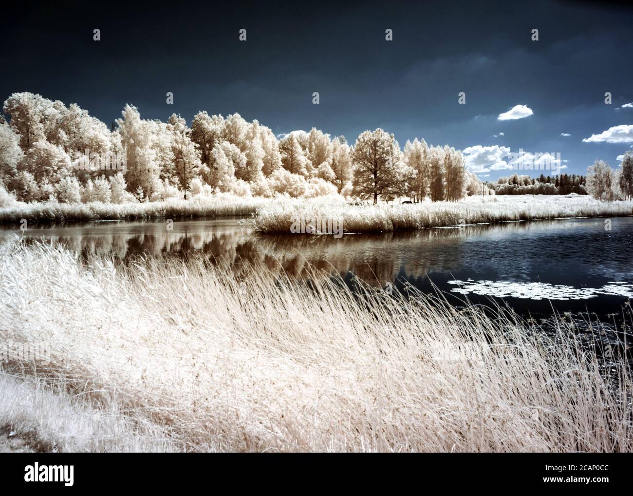 sunny summer landscape, infrared photo snowy tree amazing nature lake ...