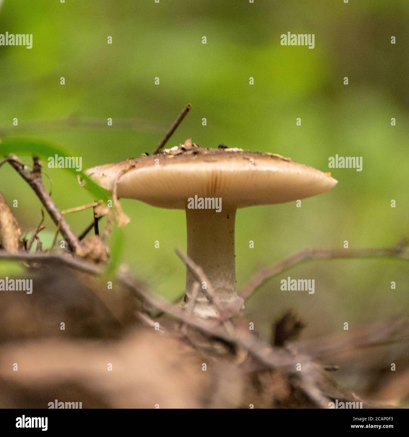 mushroom on a forest background, harvest time, mushroom collection ...