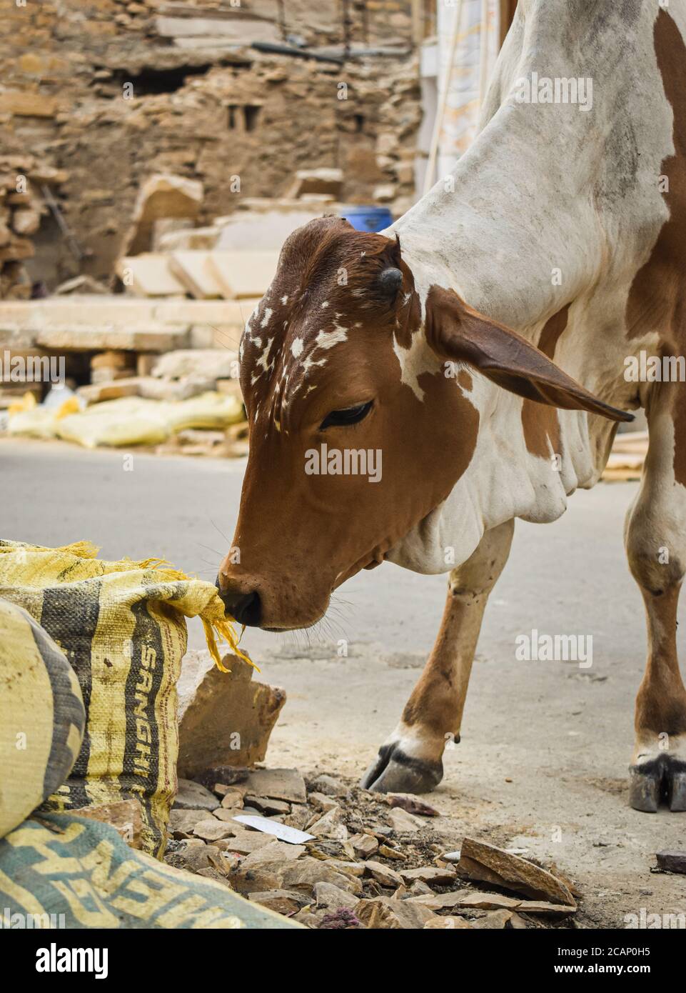 stray cow eating plastic sack from a pile of dump on the street Stock ...