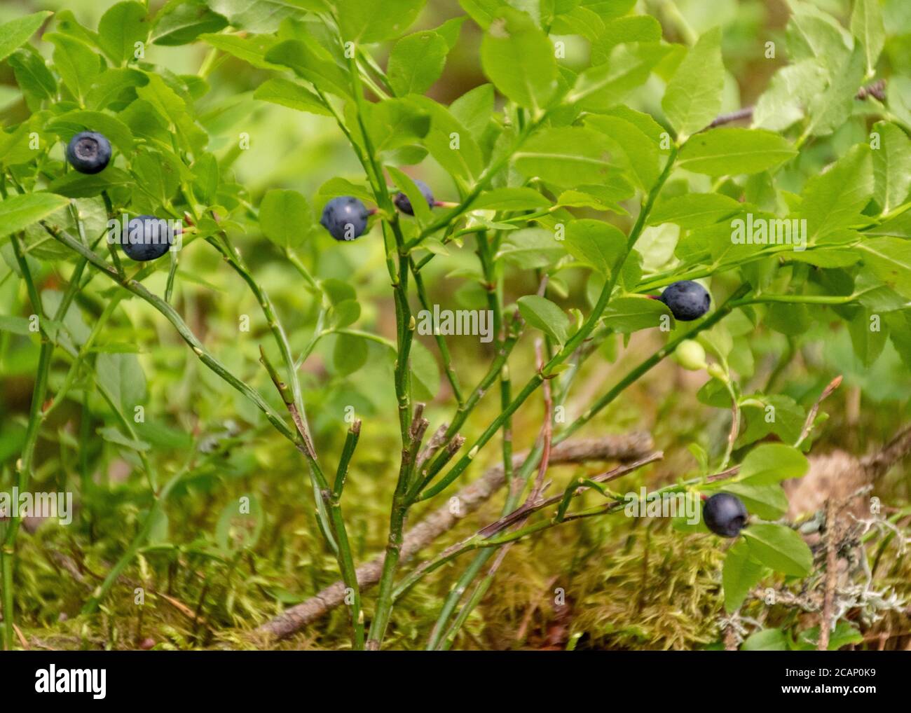 blueberry bushes on the background of forest vegetation, blue ...