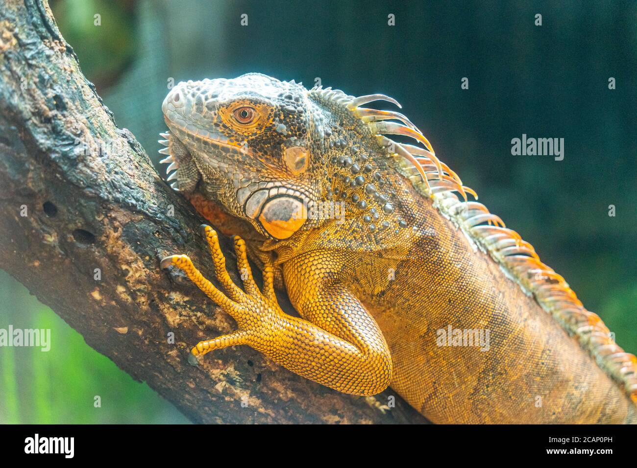 Green iguana. Iguana - also known as Common iguana or American iguana ...