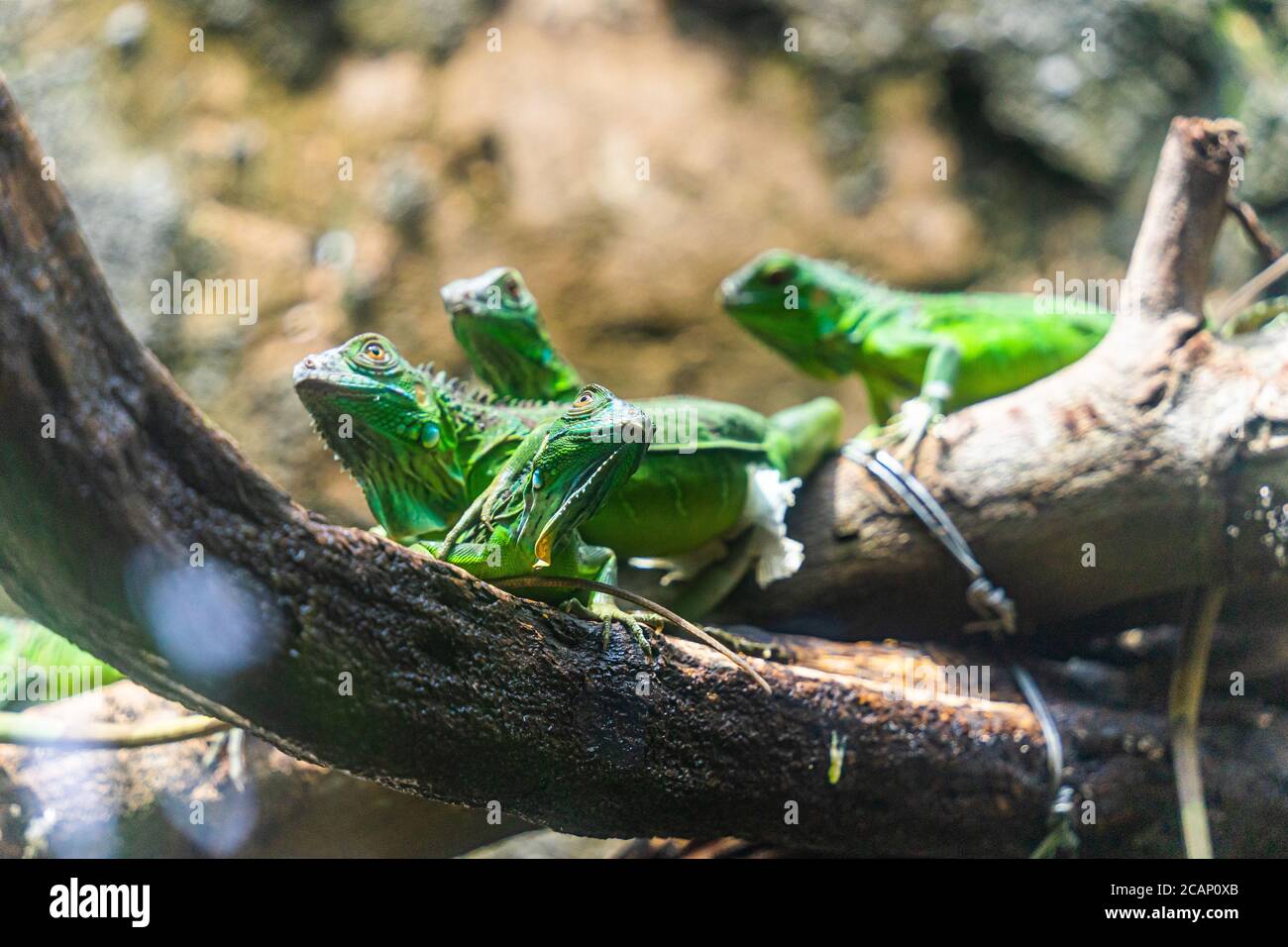 Green iguana. Iguana - also known as Common iguana or American iguana ...