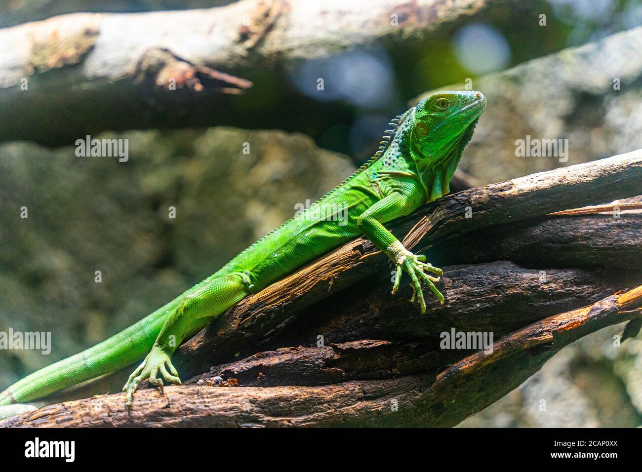 Green iguana. Iguana - also known as Common iguana or American iguana ...