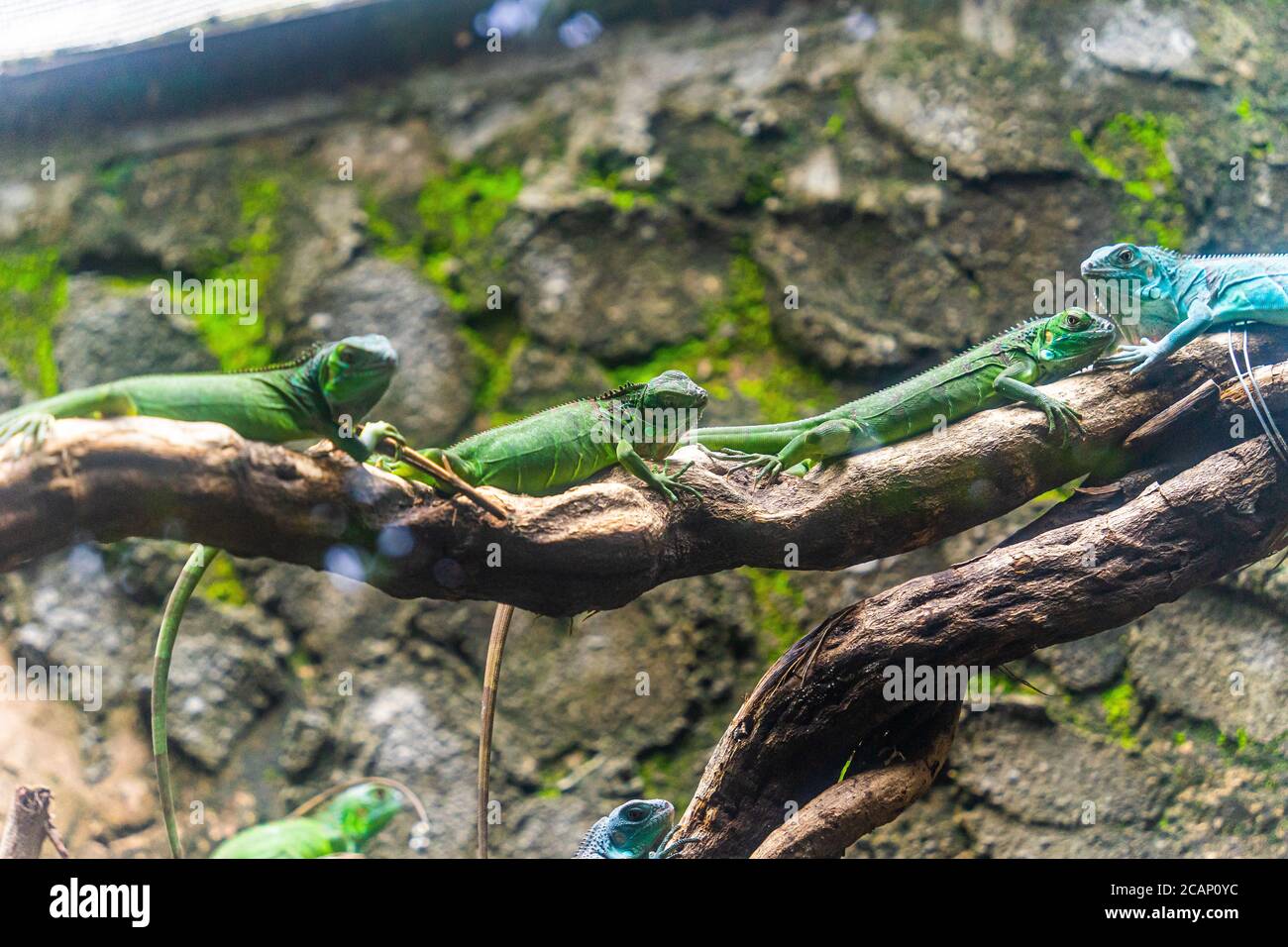 Green iguana. Iguana - also known as Common iguana or American iguana ...