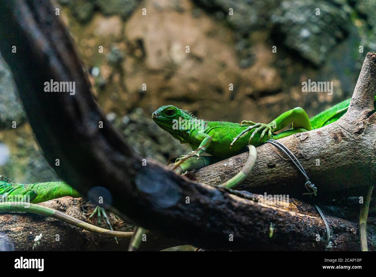 Green iguana. Iguana - also known as Common iguana or American iguana ...