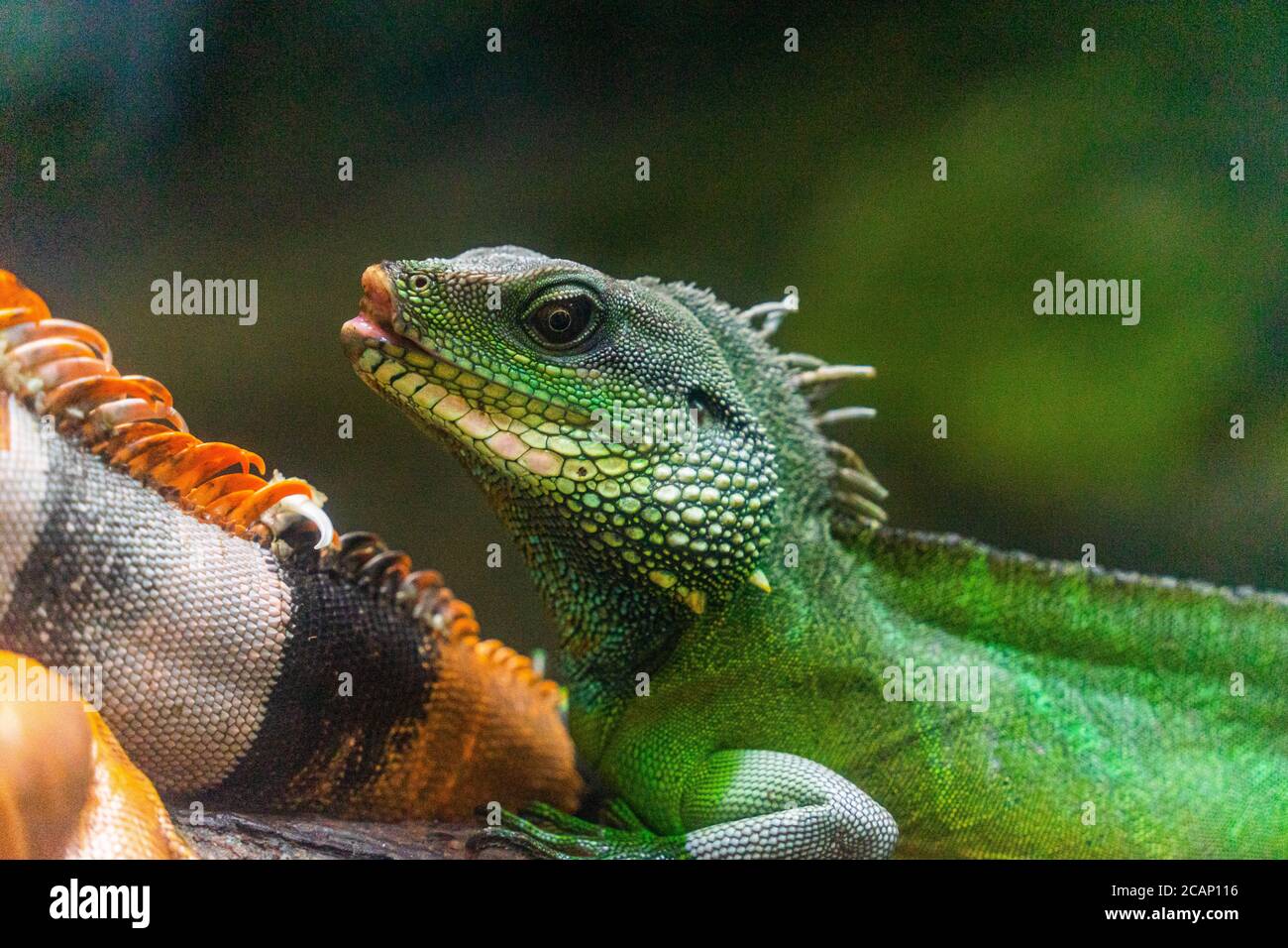 Green iguana. Iguana - also known as Common iguana or American iguana ...