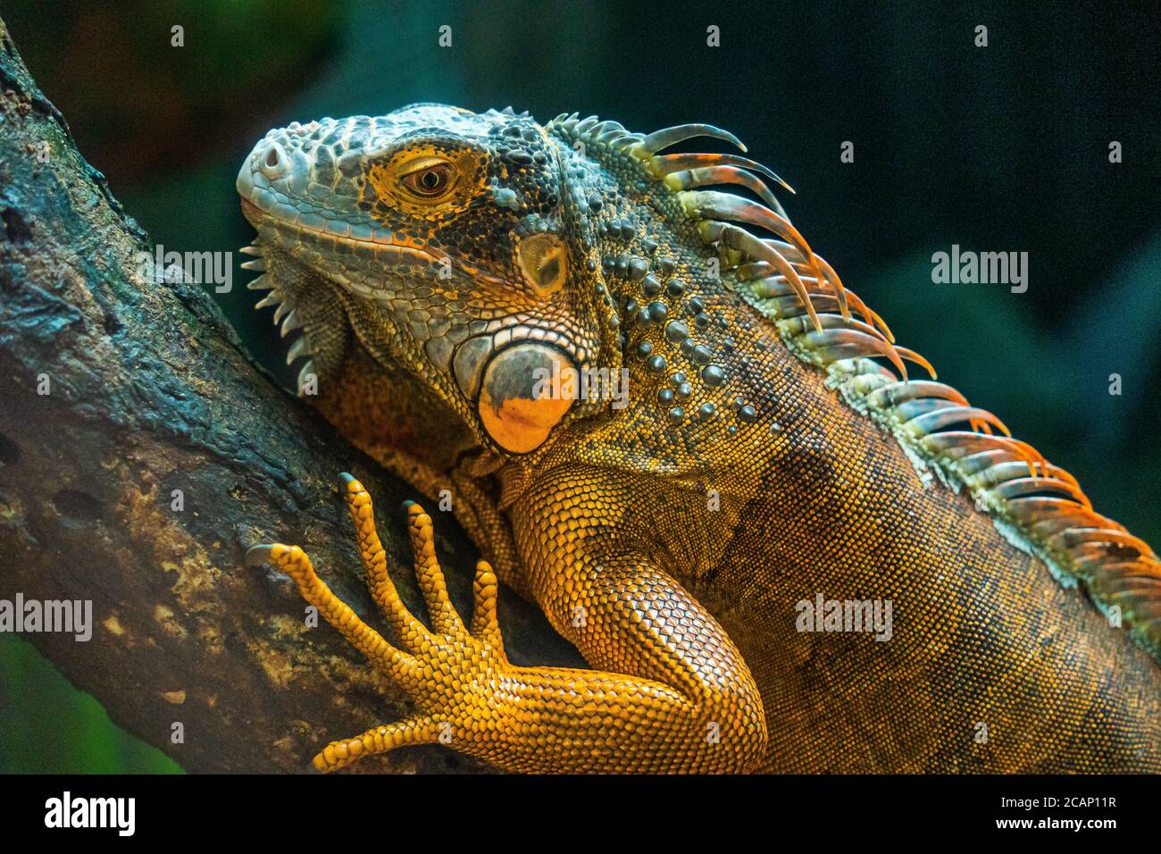 Green iguana. Iguana - also known as Common iguana or American iguana ...