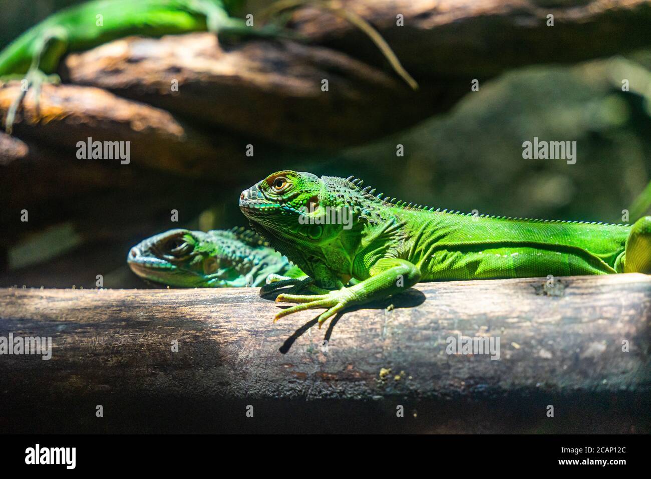 Green iguana. Iguana - also known as Common iguana or American iguana ...