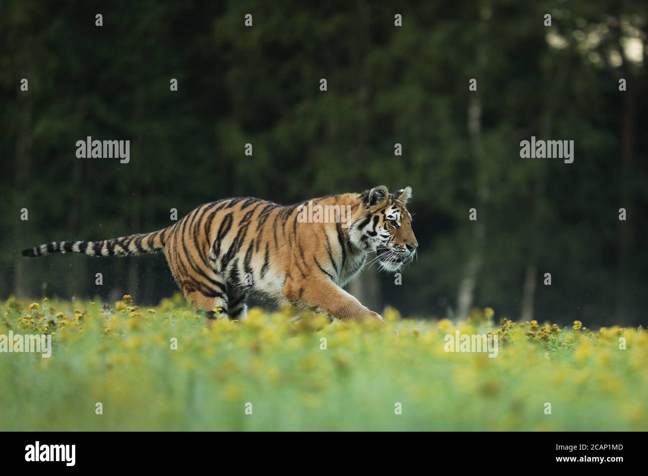 Tiger in blooms. Flowered meadow with tiger. Siberian tiger in ...
