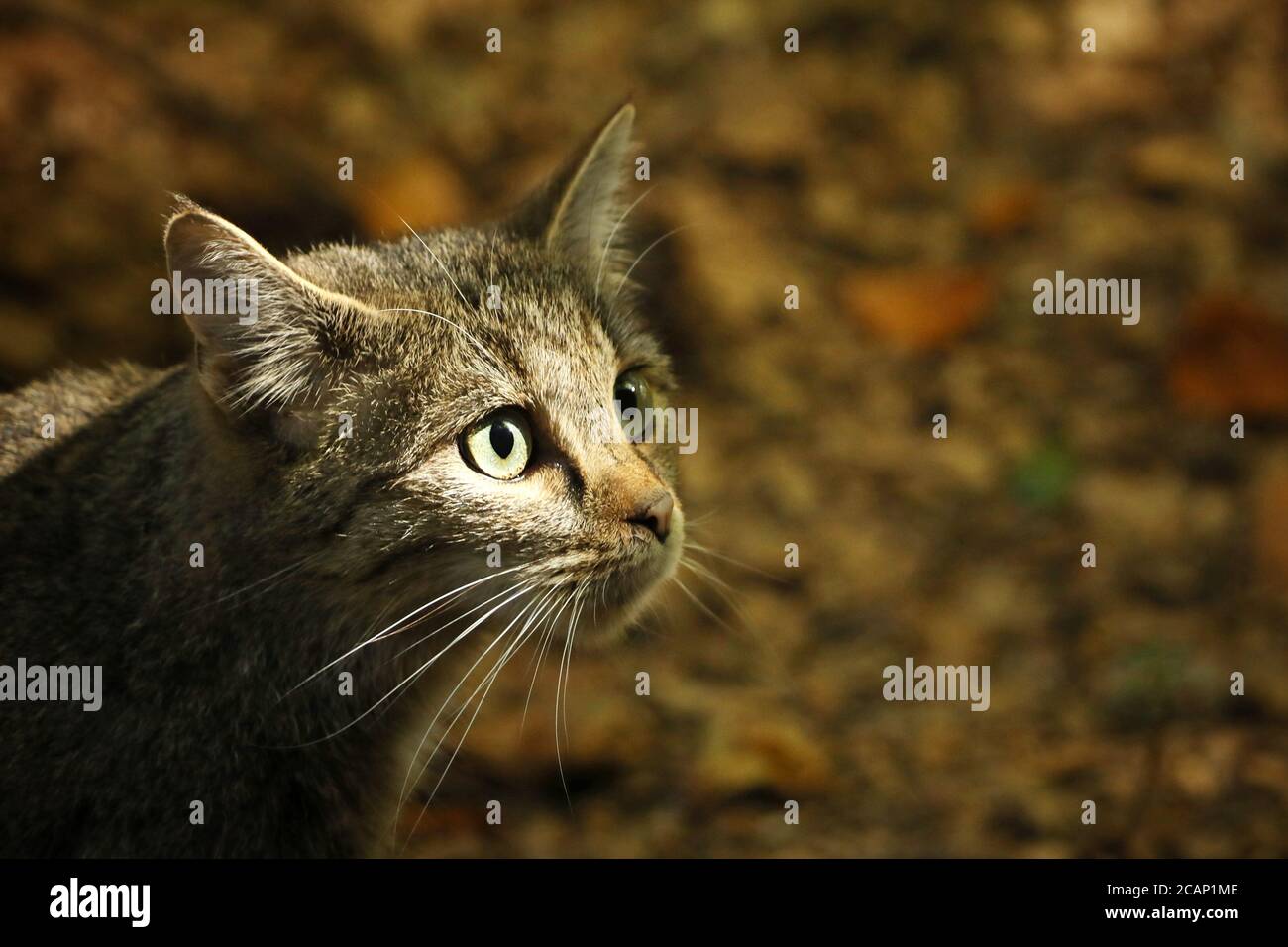Portrait of Wild Cat, Felis silvestris, animal in the nature tree ...