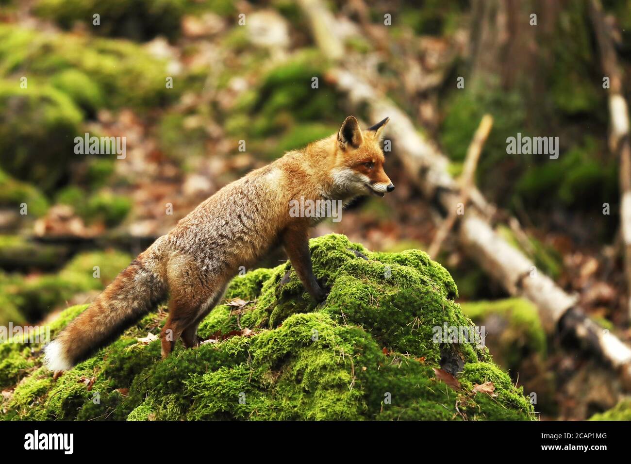 Cute Red Fox, Vulpes vulpes in mossy autumn forest. Beautiful animal in ...