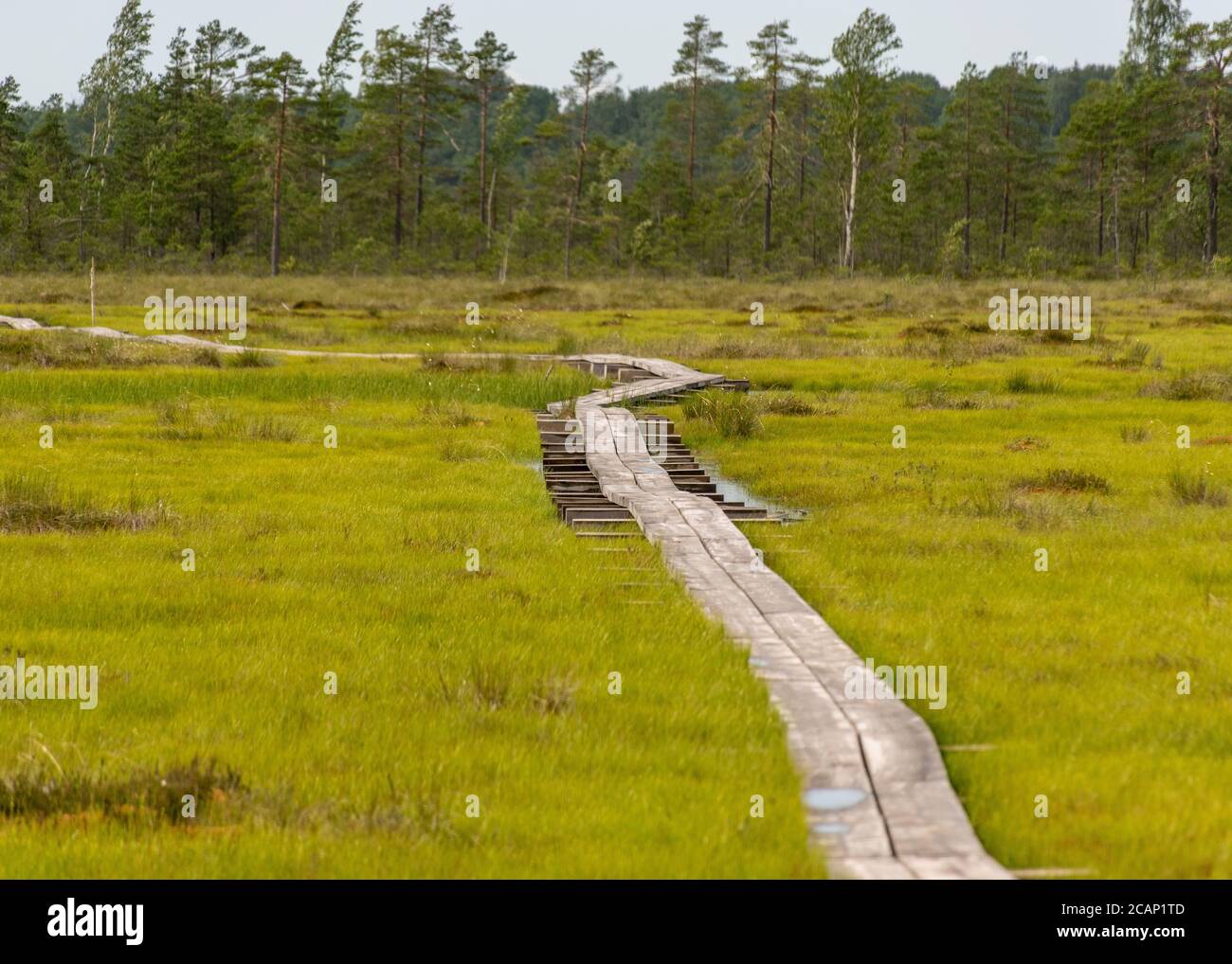 landscape with wooden wet pathway through swamp wetlands with small ...