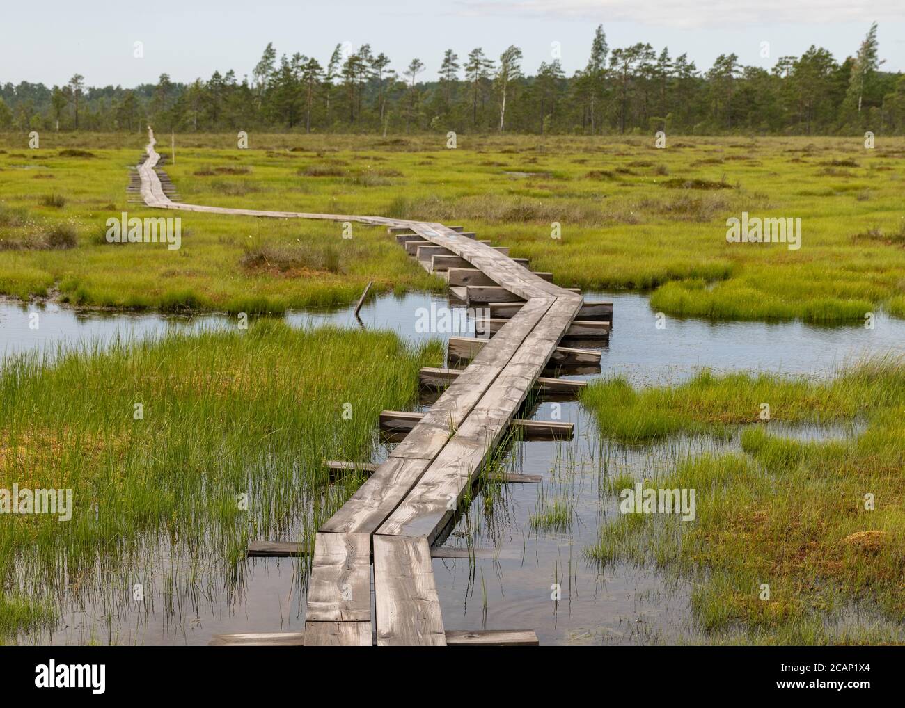 landscape with wooden wet pathway through swamp wetlands with small ...