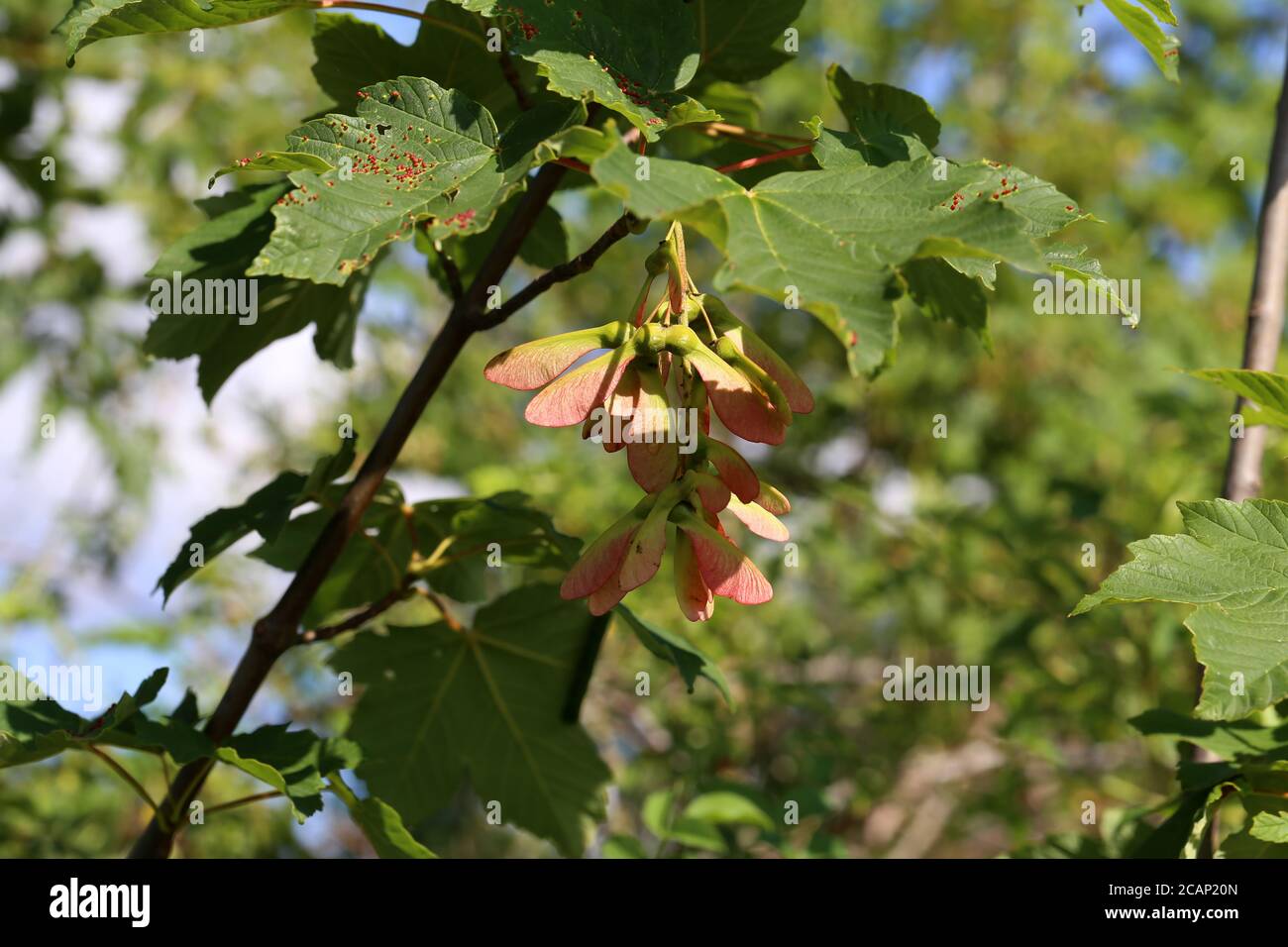 Group of maple seeds attached to the plant Stock Photo - Alamy