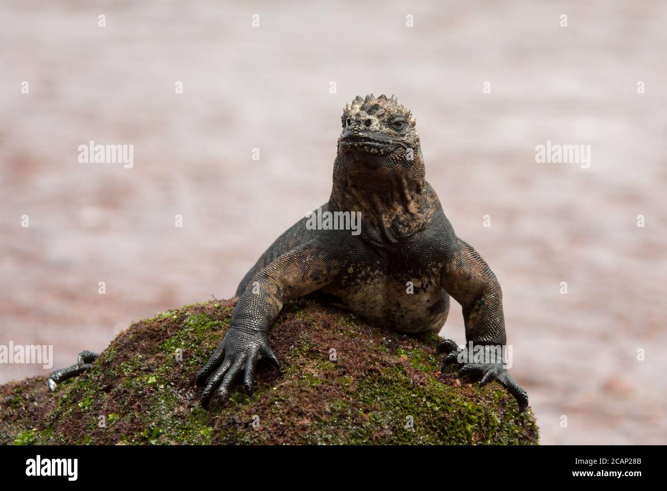 Marine iguana on the rocky lava shore off Rábida Island in the ...