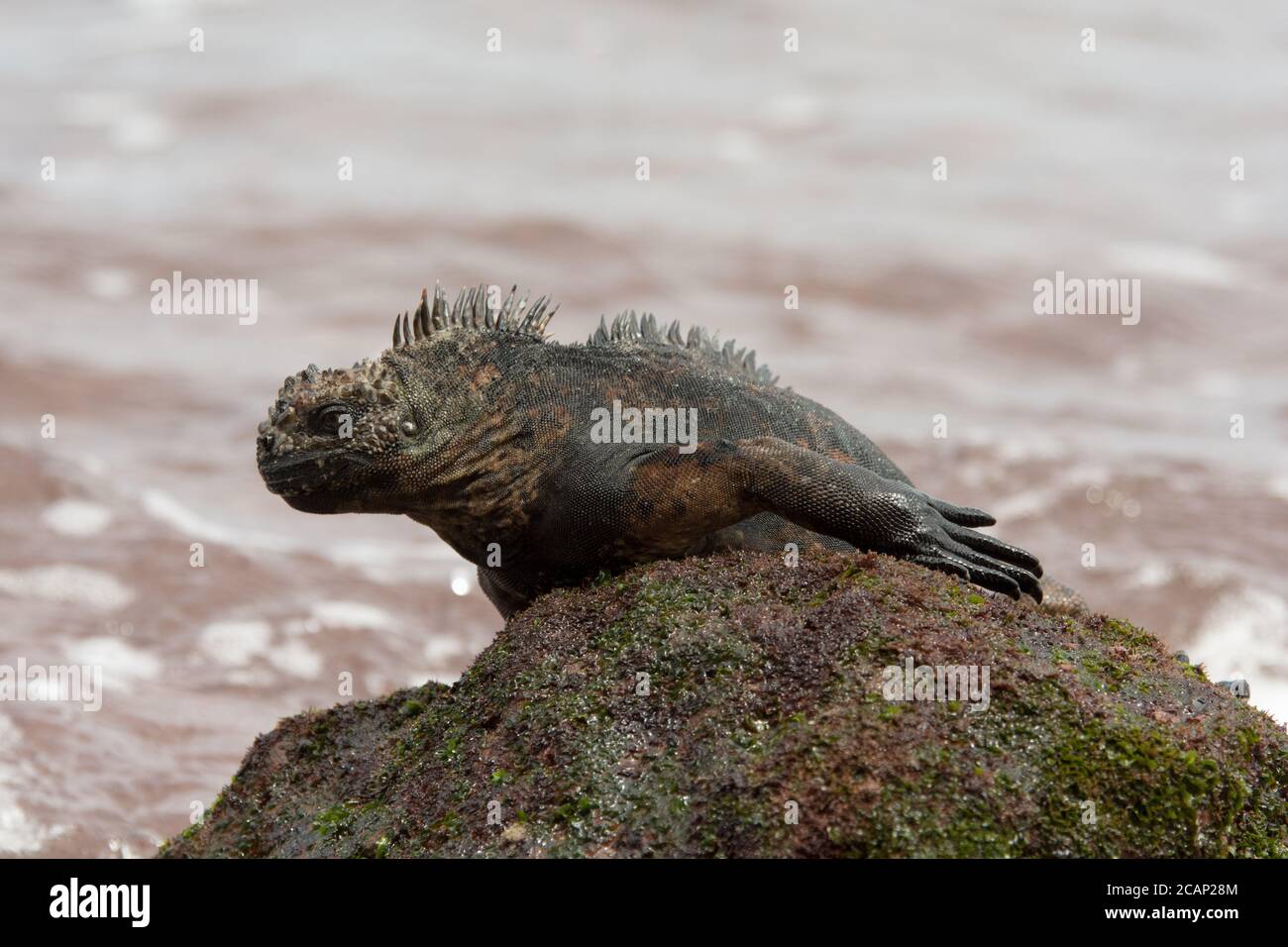 Marine iguana on the rocky lava shore off Rábida Island in the ...