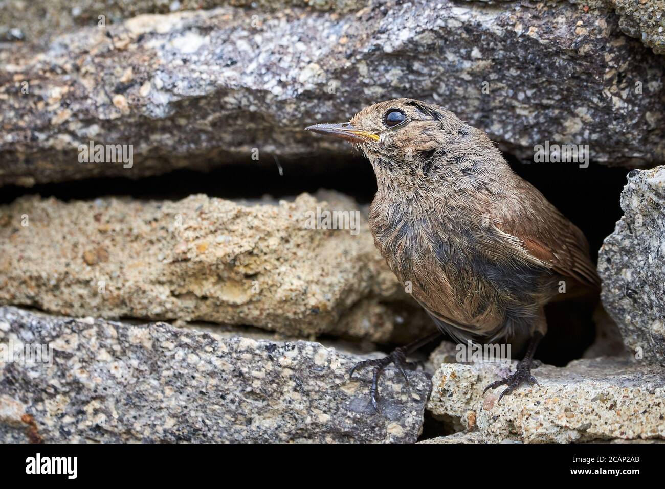 Black redstart female bird at the nest hole (Phoenicurus ochruros Stock ...