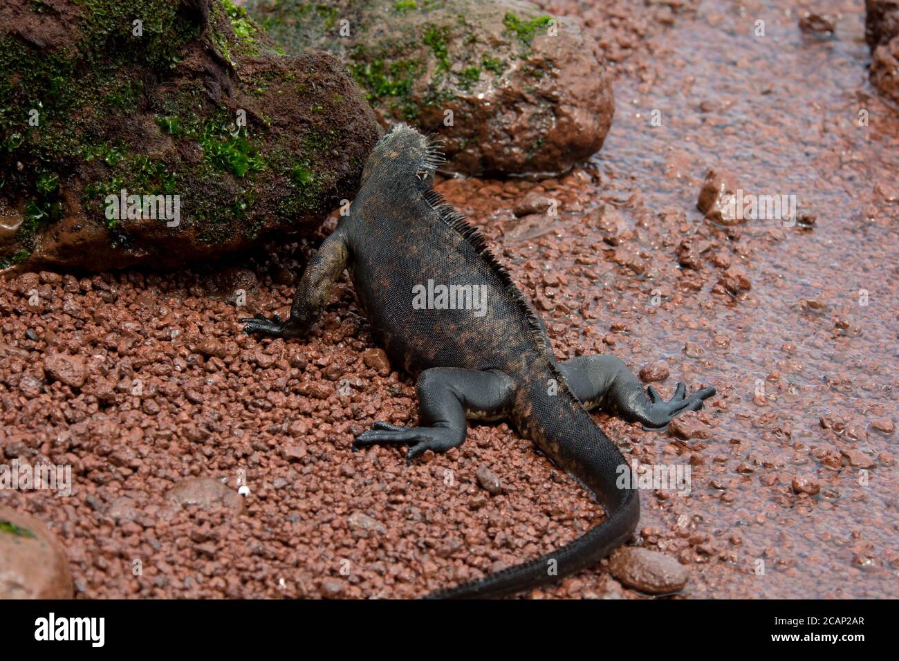 Marine iguana on the rocky lava shore off Rábida Island in the ...