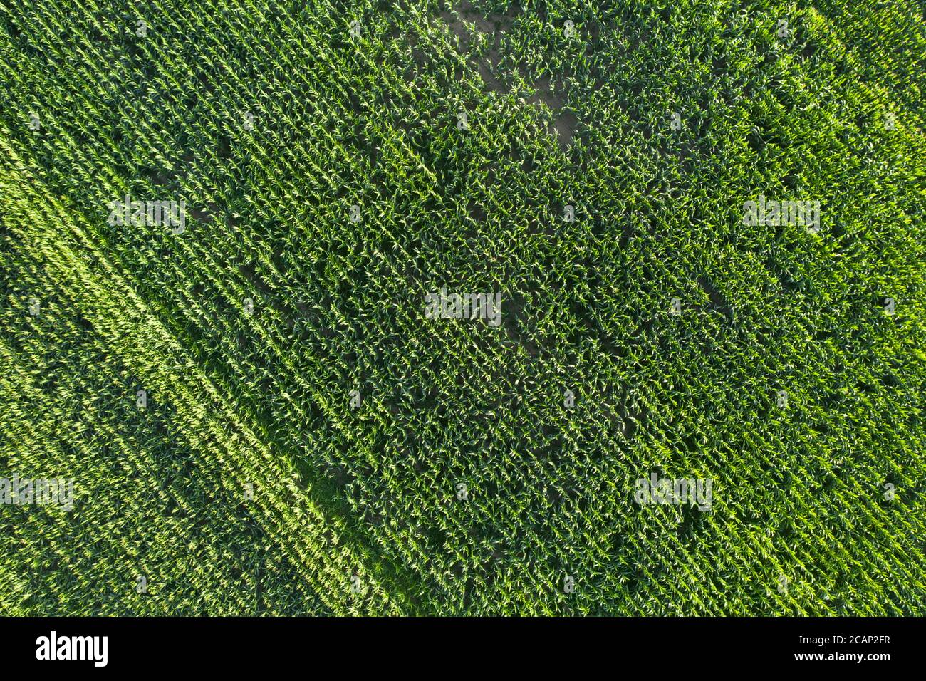 Green abstract image of diagonal lines from different crops in field ...