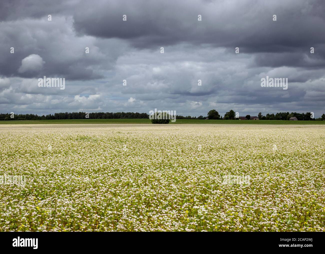 beautiful landscape with buckwheat field, white buckwheat flowers ...