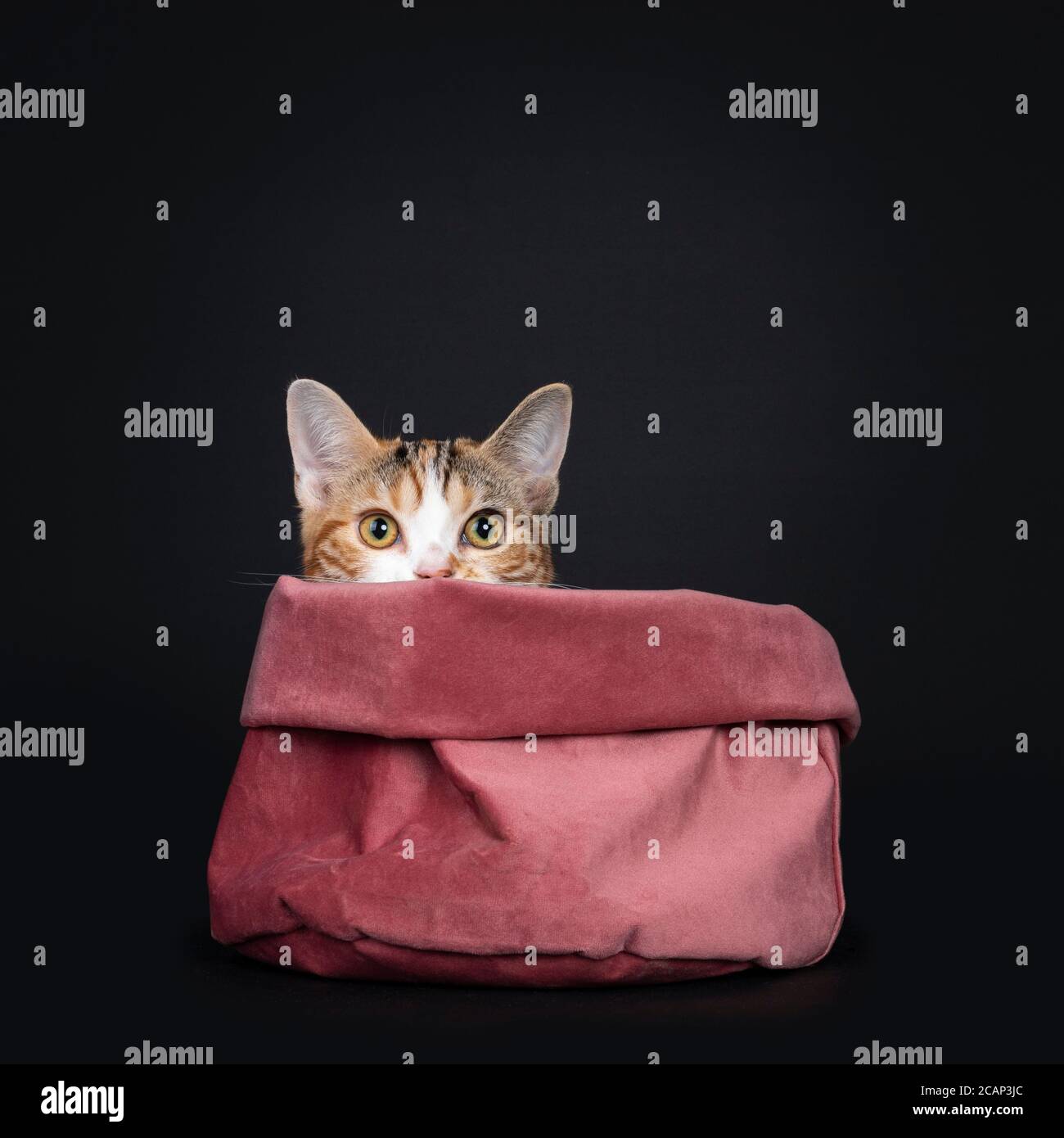 Pretty American Shorthair cat kitten with amazing pattern, laying in ...