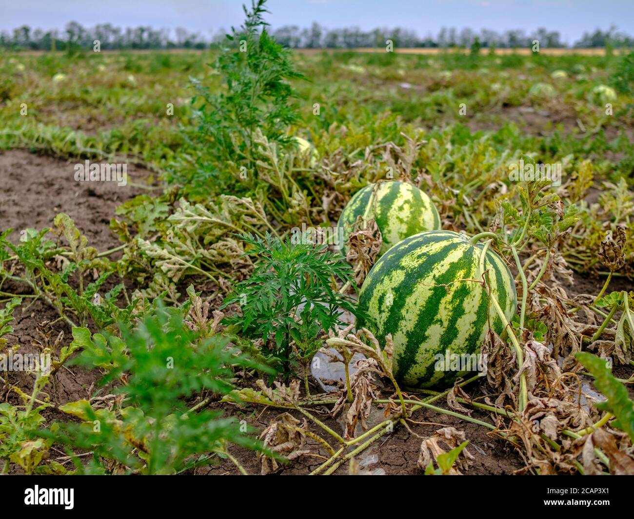 Selective focus on round striped green watermelon on the field. A ...