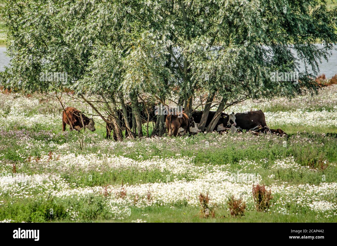 Group of brown cows seeking the shade under a group of trees in a ...