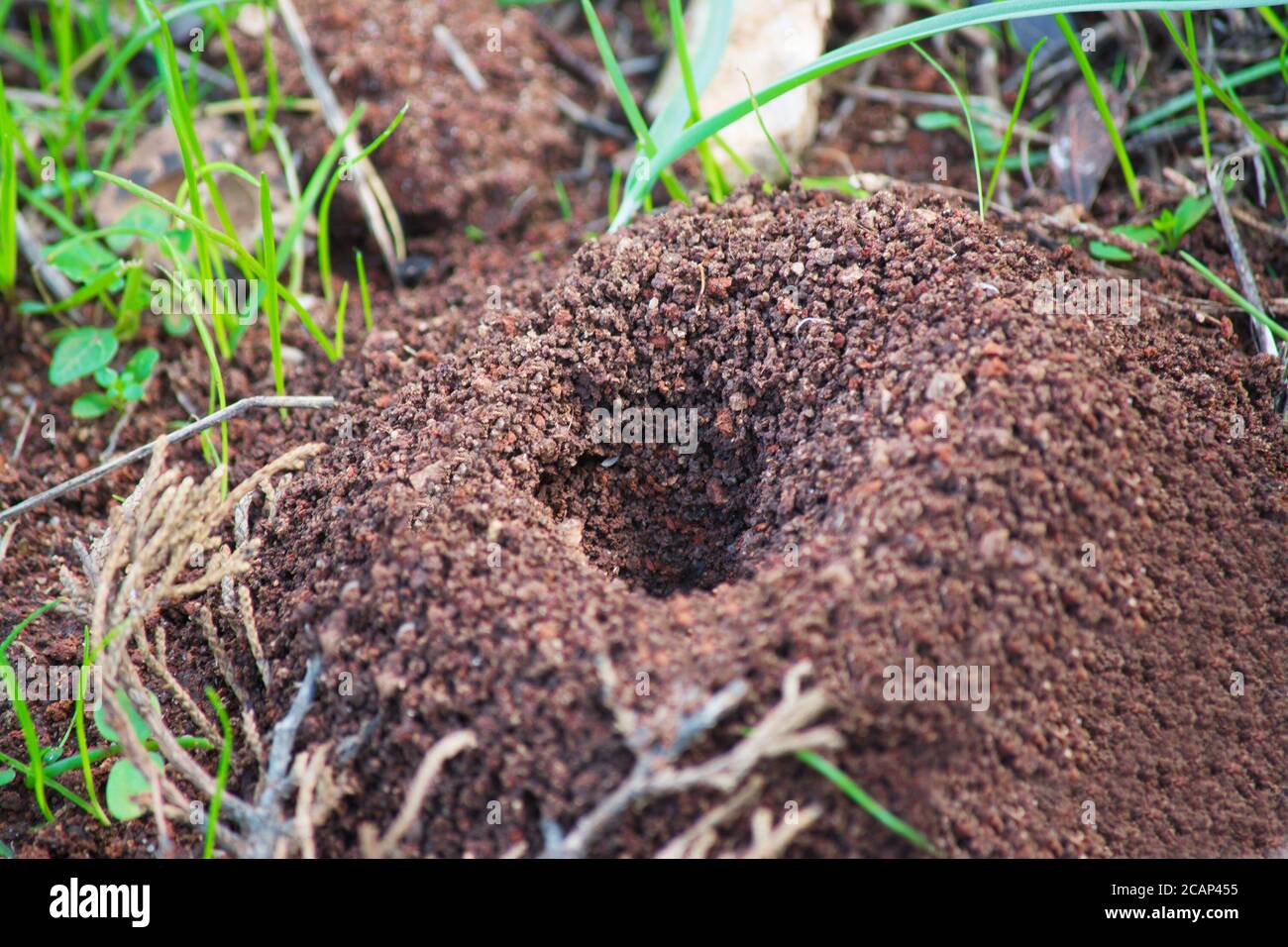 Ant hill natural home workers hi-res stock photography and images - Alamy