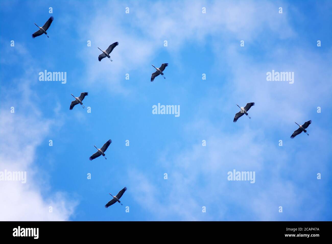flock of birds flying in formation under a cloudy sky. Shot in Sardinia ...