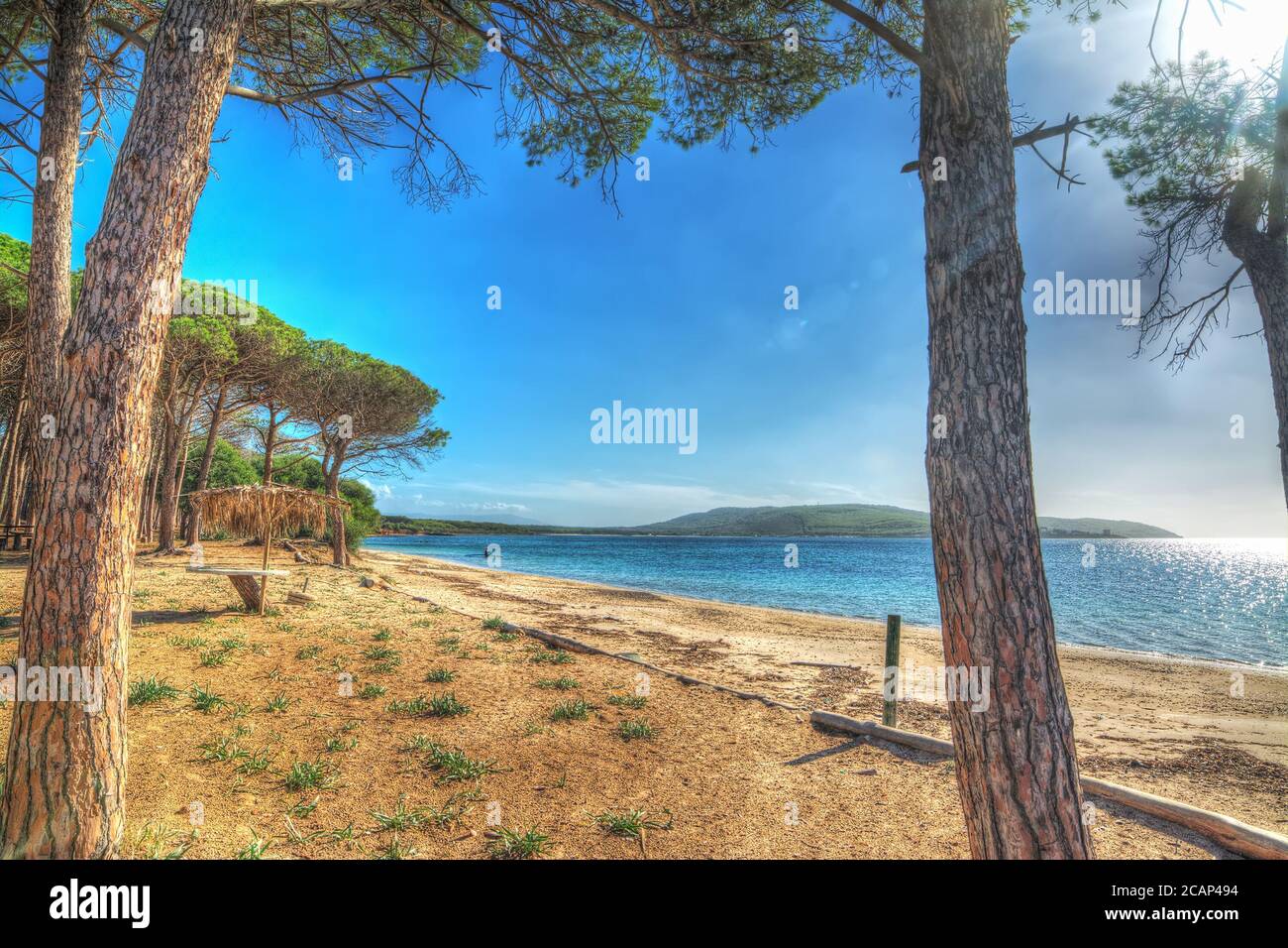 pine trees in Mugoni Beach, Italy Stock Photo - Alamy