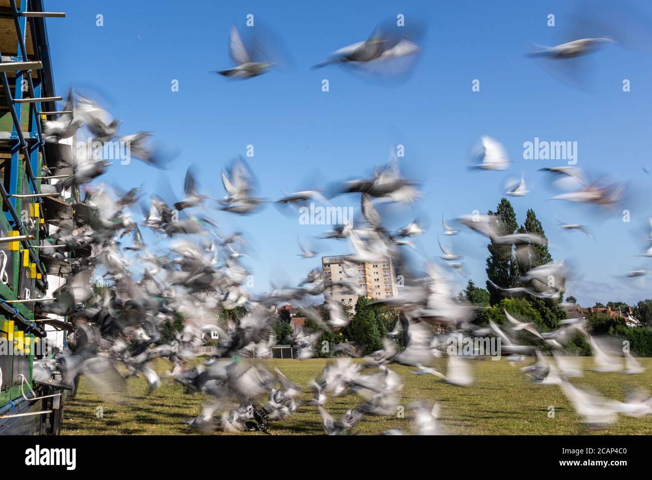 Pigeon liberation at the start of a pigeon race, UK Stock Photo - Alamy