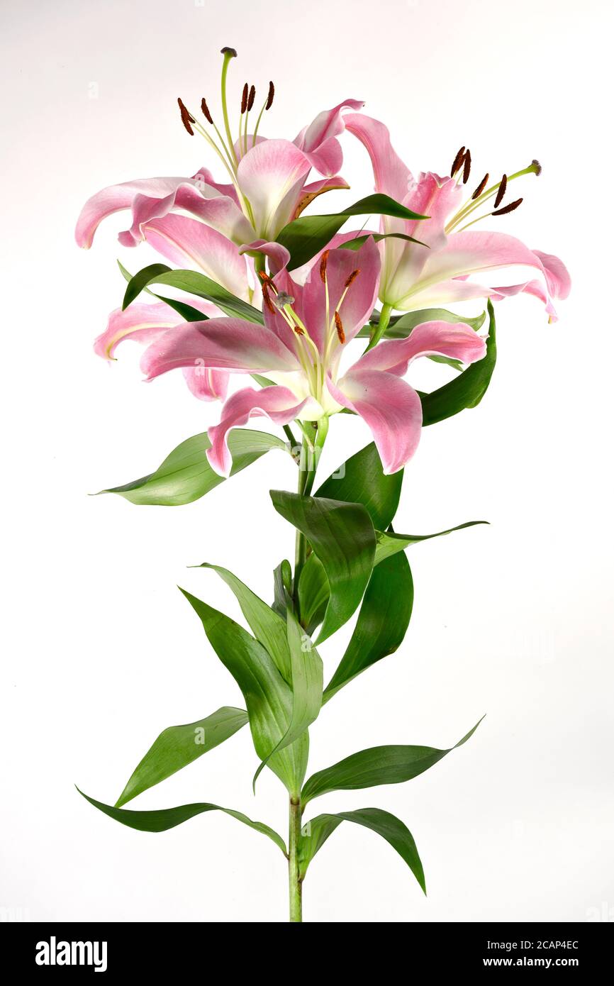 Stargazer lilies photographed against a plain white background Stock ...