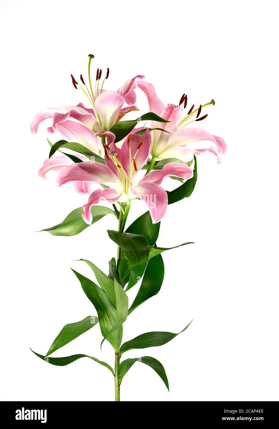 Stargazer Cut Out Stock Images & Pictures - Alamy