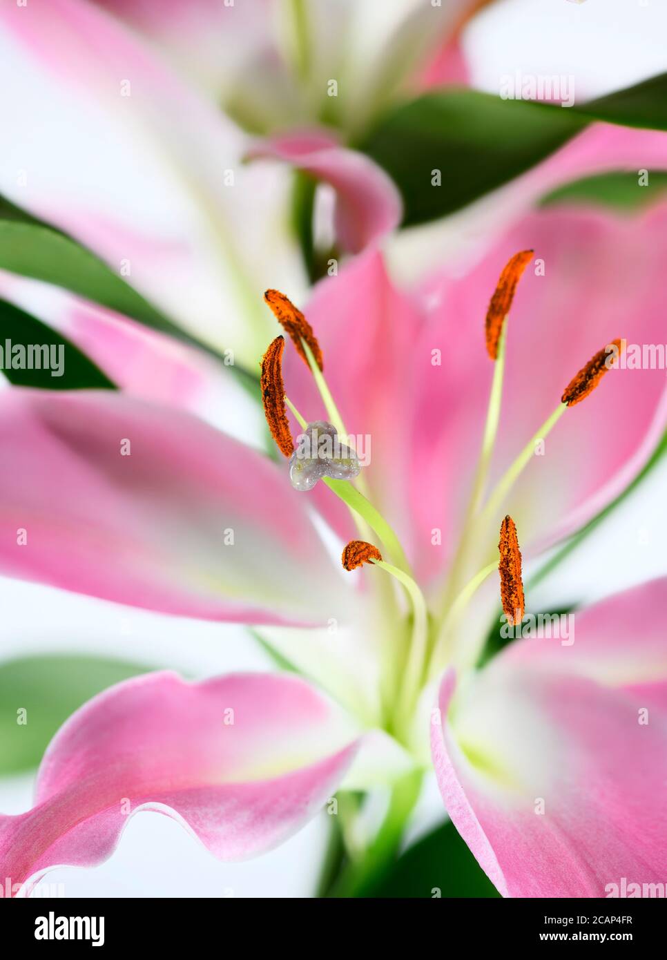 Stargazer lilies photographed against a plain white background Stock ...