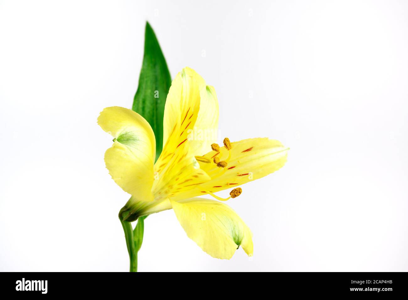 Yellow Alstroemeria flower photographed against a plain white ...