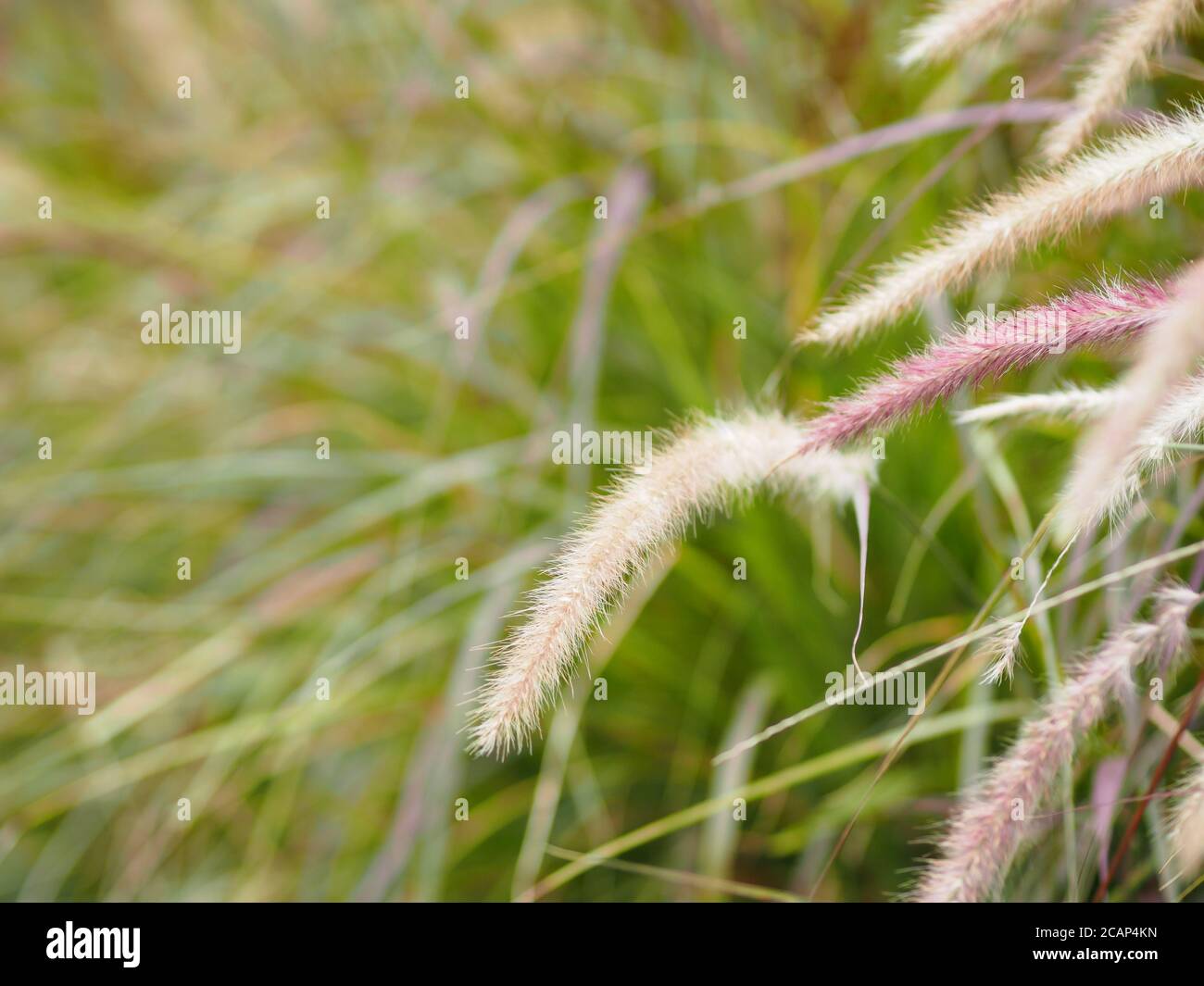 GRAMINEAE, Setaria verticillate, Panicum verticillatum, flower, booming ...