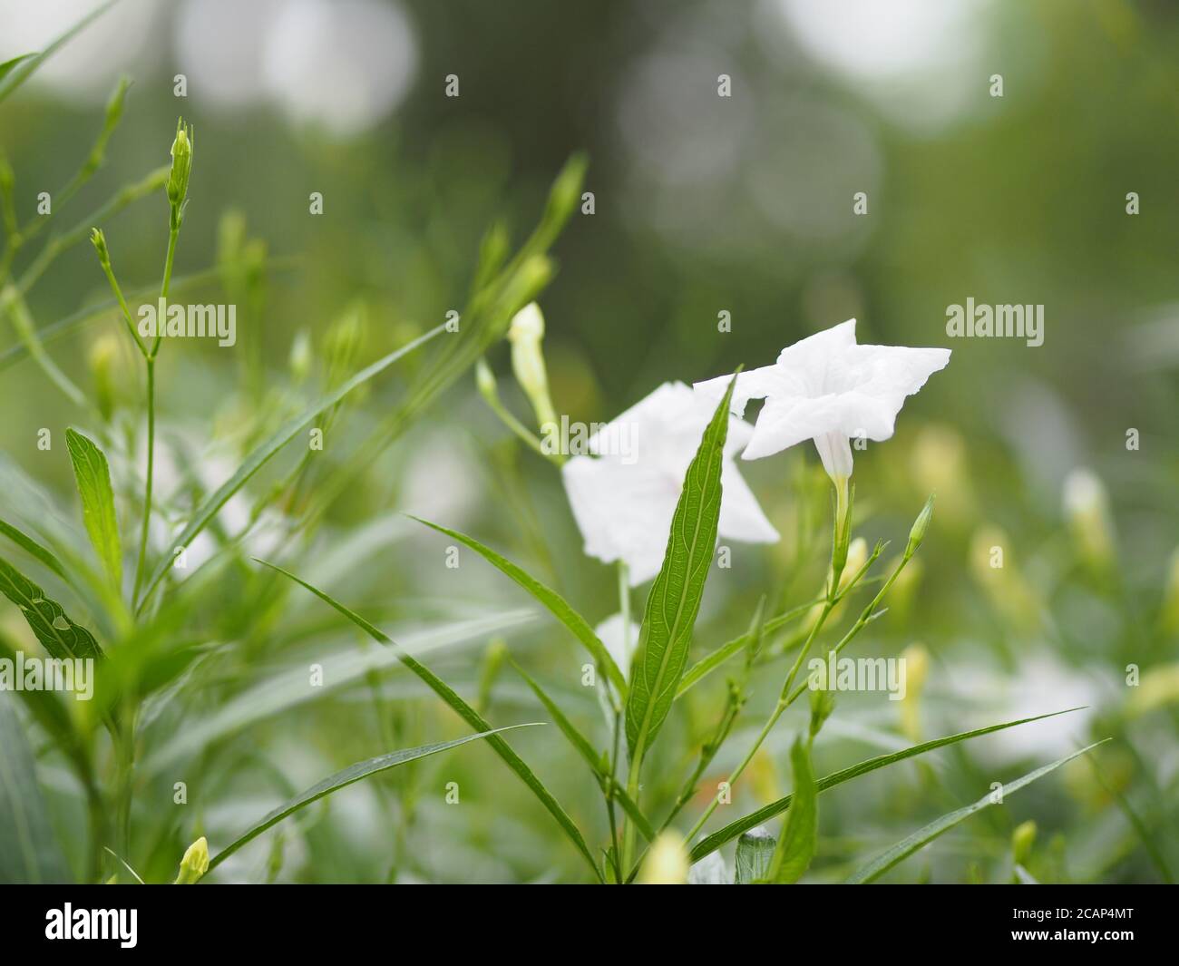 Cracker plant flower ruellia tuberosa hi-res stock photography and ...